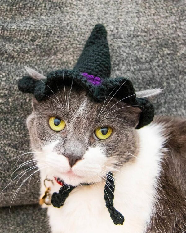 33 Free Crochet Cat Hat Patterns • Made From Yarn
