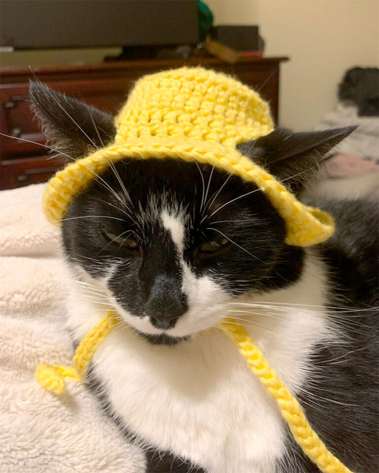 33 Free Crochet Cat Hat Patterns • Made From Yarn