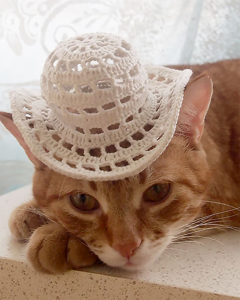 33 Free Crochet Cat Hat Patterns • Made From Yarn