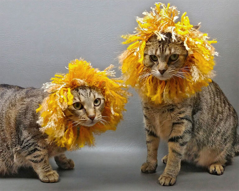 33 Free Crochet Cat Hat Patterns • Made From Yarn