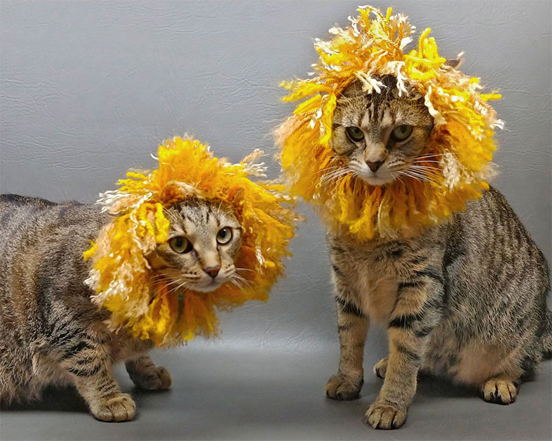 33 Free Crochet Cat Hat Patterns • Made From Yarn