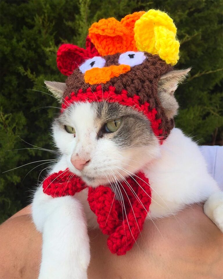 33 Free Crochet Cat Hat Patterns • Made From Yarn