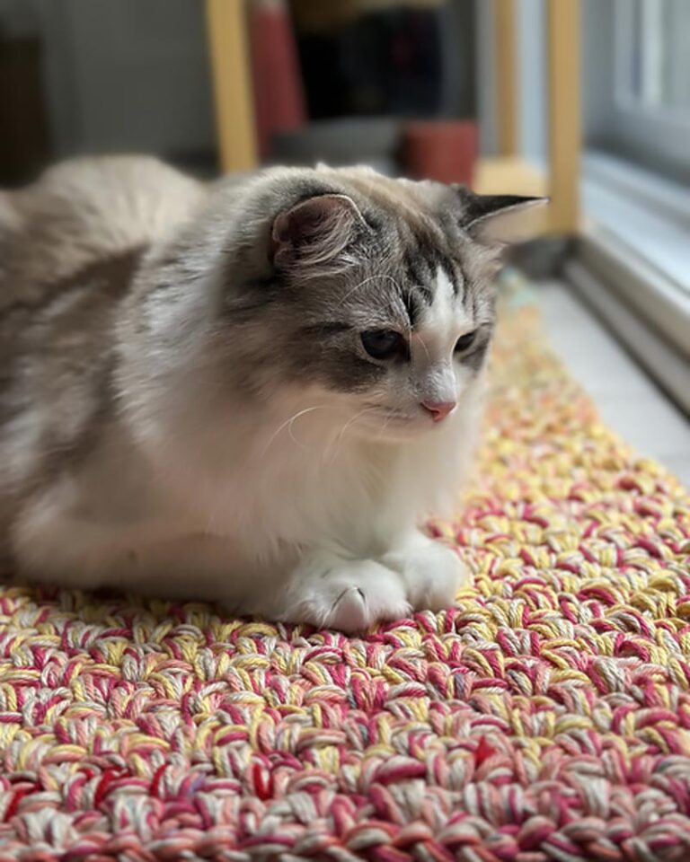 45 Free and Creative Crochet Rug Patterns • Made From Yarn